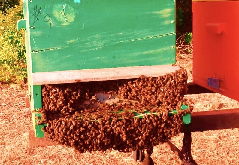 Apiary yard location can have an impact on brood development – The case ...